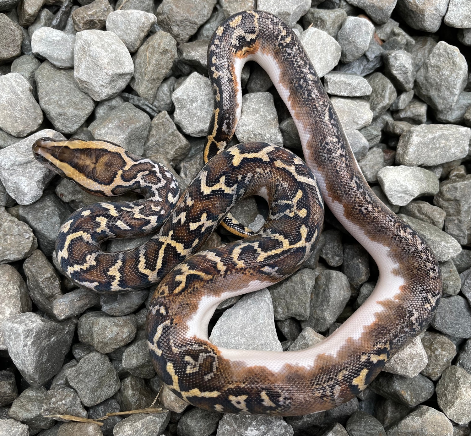 Pied Het Albino Poss Het Granite Burmese Python by Candy Morphs ...