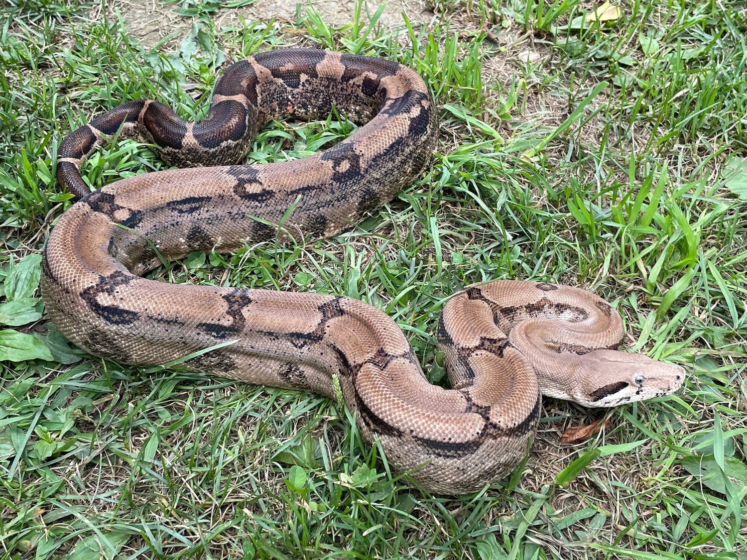 Anerythistic Fire Boa Constrictor by Candy Morphs - MorphMarket