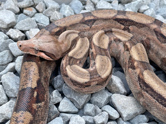Fire Boa Constrictor by Candy Morphs