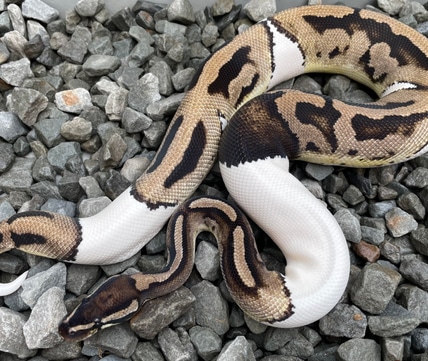 TSK Axanthic Pied Ball Python by Candy Morphs - MorphMarket