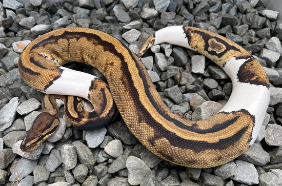 Leopard Pied Het Axanthic Ball Python by Candy Morphs