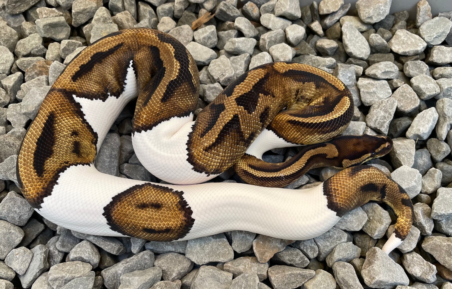 Leopard Pied Het Axanthic Ball Python by Candy Morphs - MorphMarket