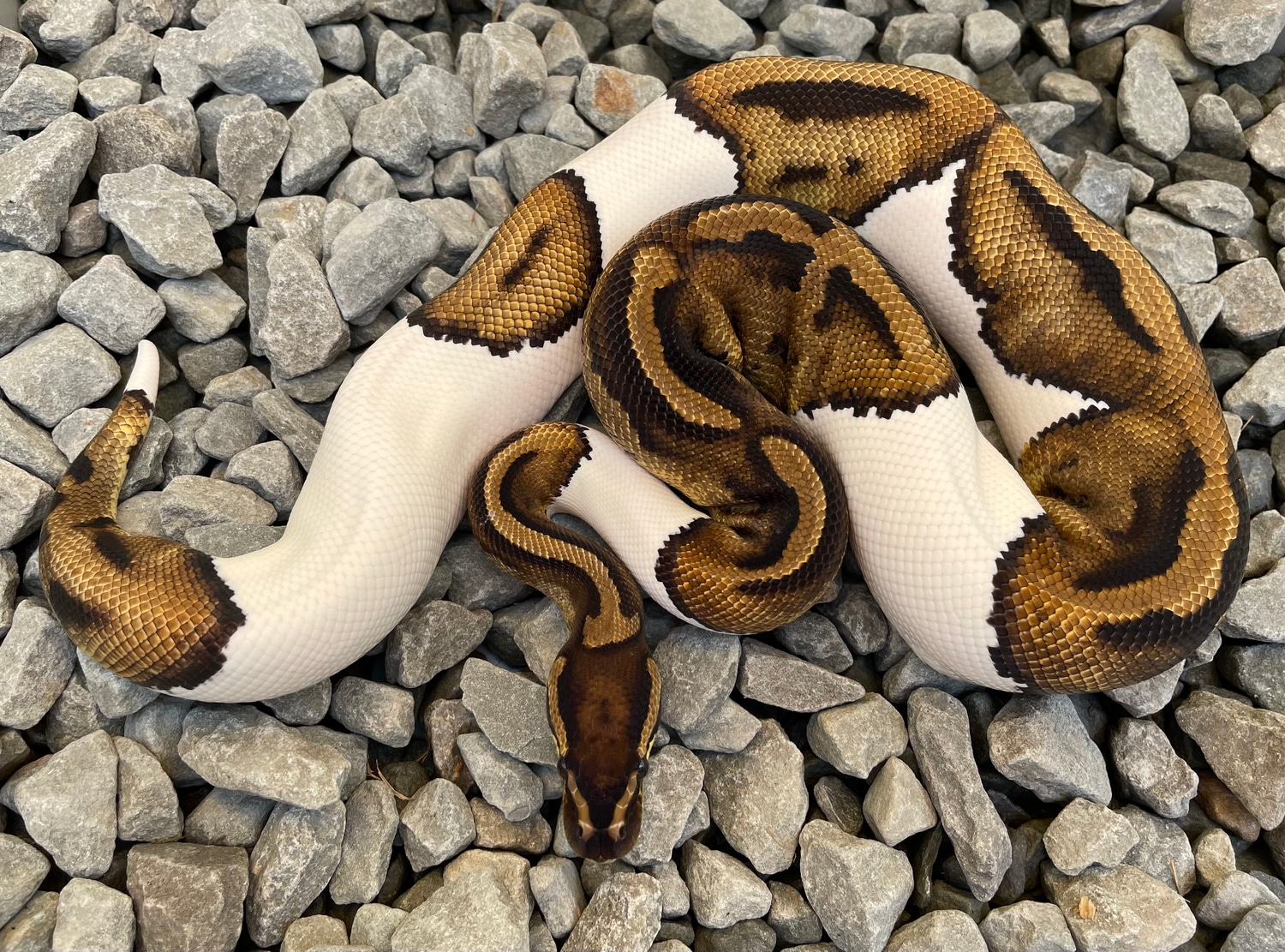 Leopard Pied Het Axanthic Ball Python by Candy Morphs - MorphMarket