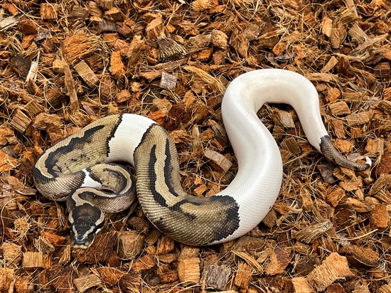 TSK Axanthic Pied Ball Python by Candy Morphs