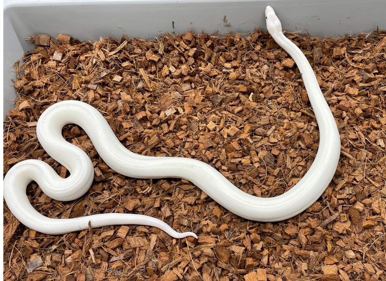 Leucistic Rainbow Colombian Rainbow Boa by Candy Morphs - MorphMarket