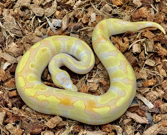 Enchi Candy Het Pied Male Ball Python by Candy Morphs