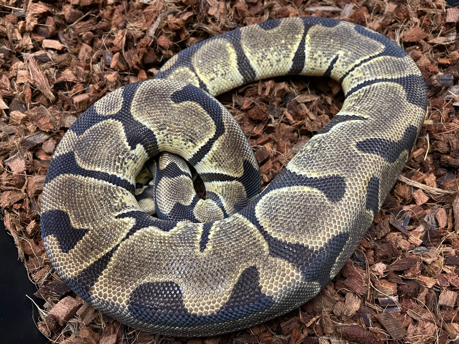 Enchi Scaleless Head 50% Poss Het Albino Ball Python by Candy Morphs ...