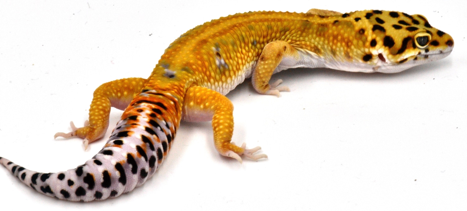 Firebold (Poss. Het. Tremper) Leopard Gecko by CAN Geckos - MorphMarket