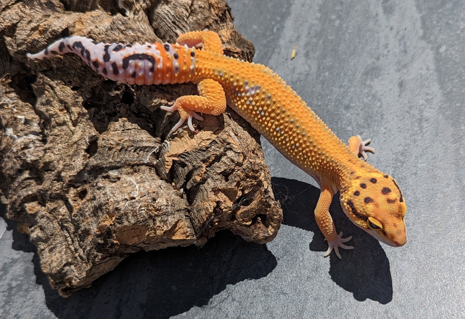 CAN Geckos's Collection - MorphMarket