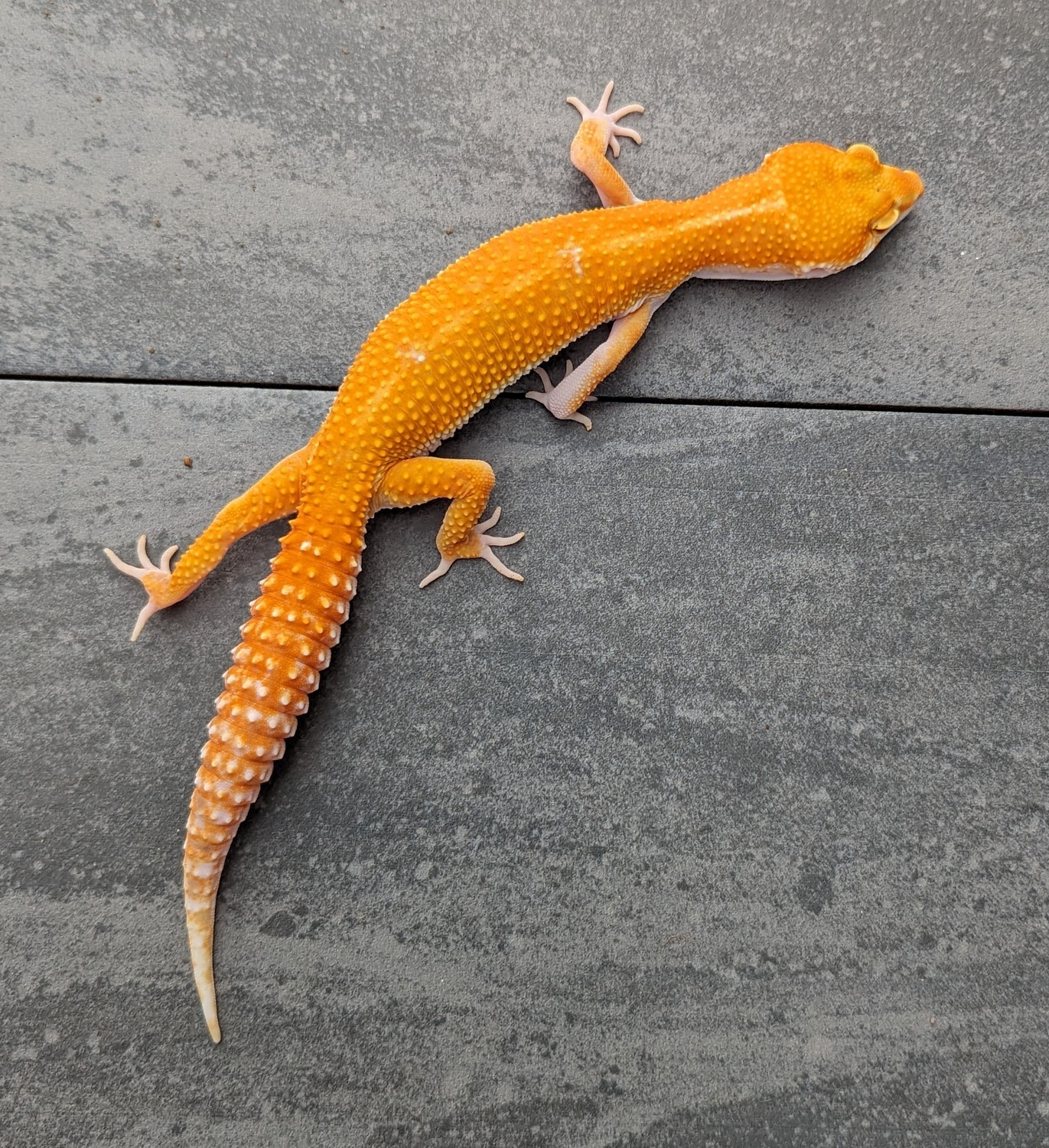 Red Diamond Leopard Gecko by CAN Geckos - MorphMarket
