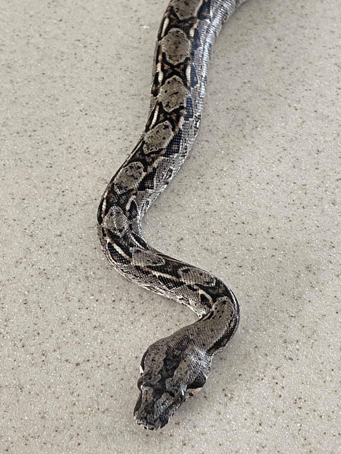 Sonoran Dwarf Boa Boa Constrictor by Red Apple Snakes - MorphMarket