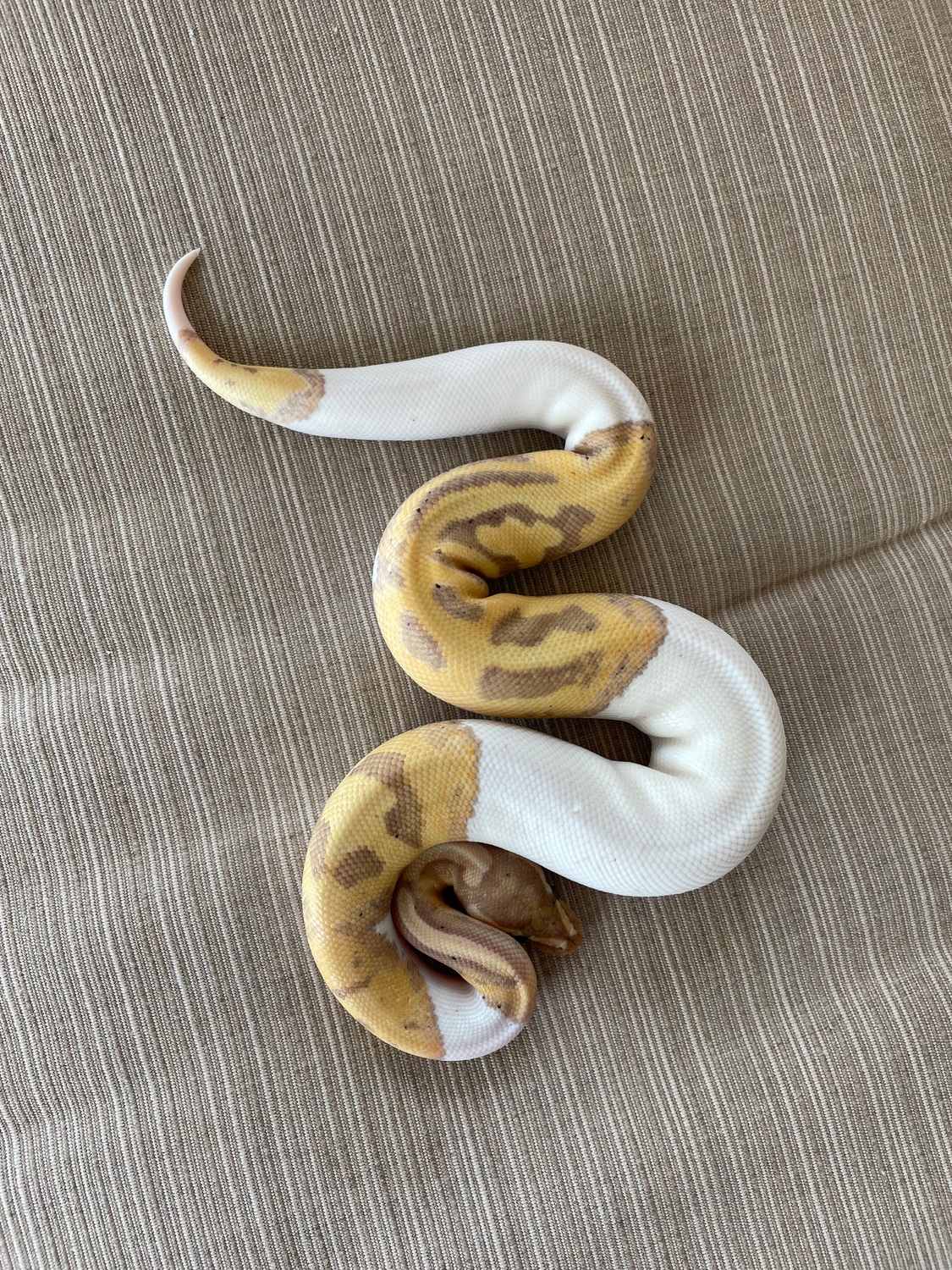 Banana Pied Ball Python by Red Apple Snakes - MorphMarket