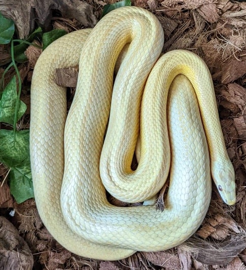 Butter Stripe Corn Snake by Red Apple Snakes