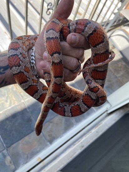 Adult Male Classic Corn Snake by Red Apple Snakes