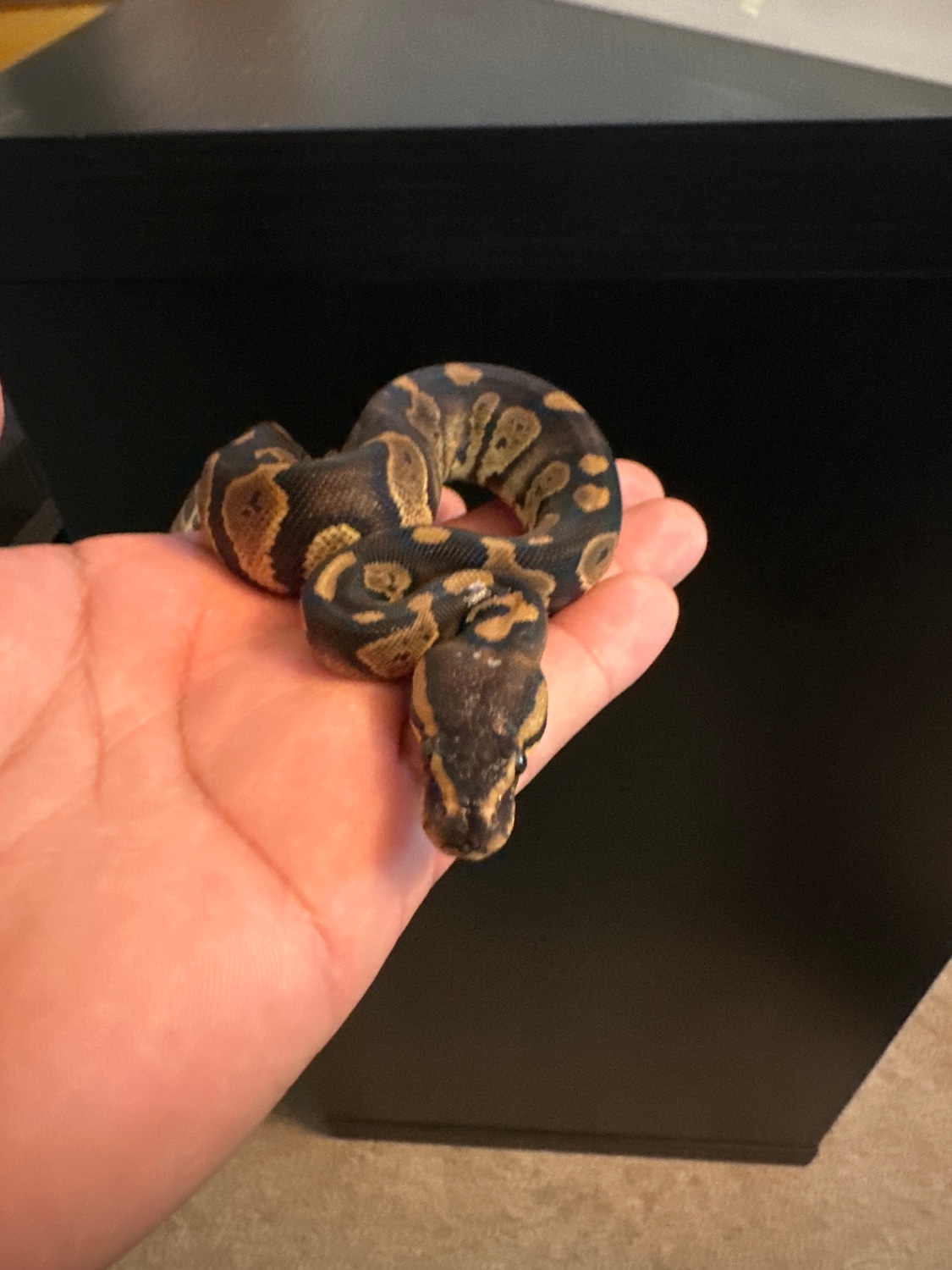 2023 Chocolate Mojave Ball Python by Twin Exotics - MorphMarket