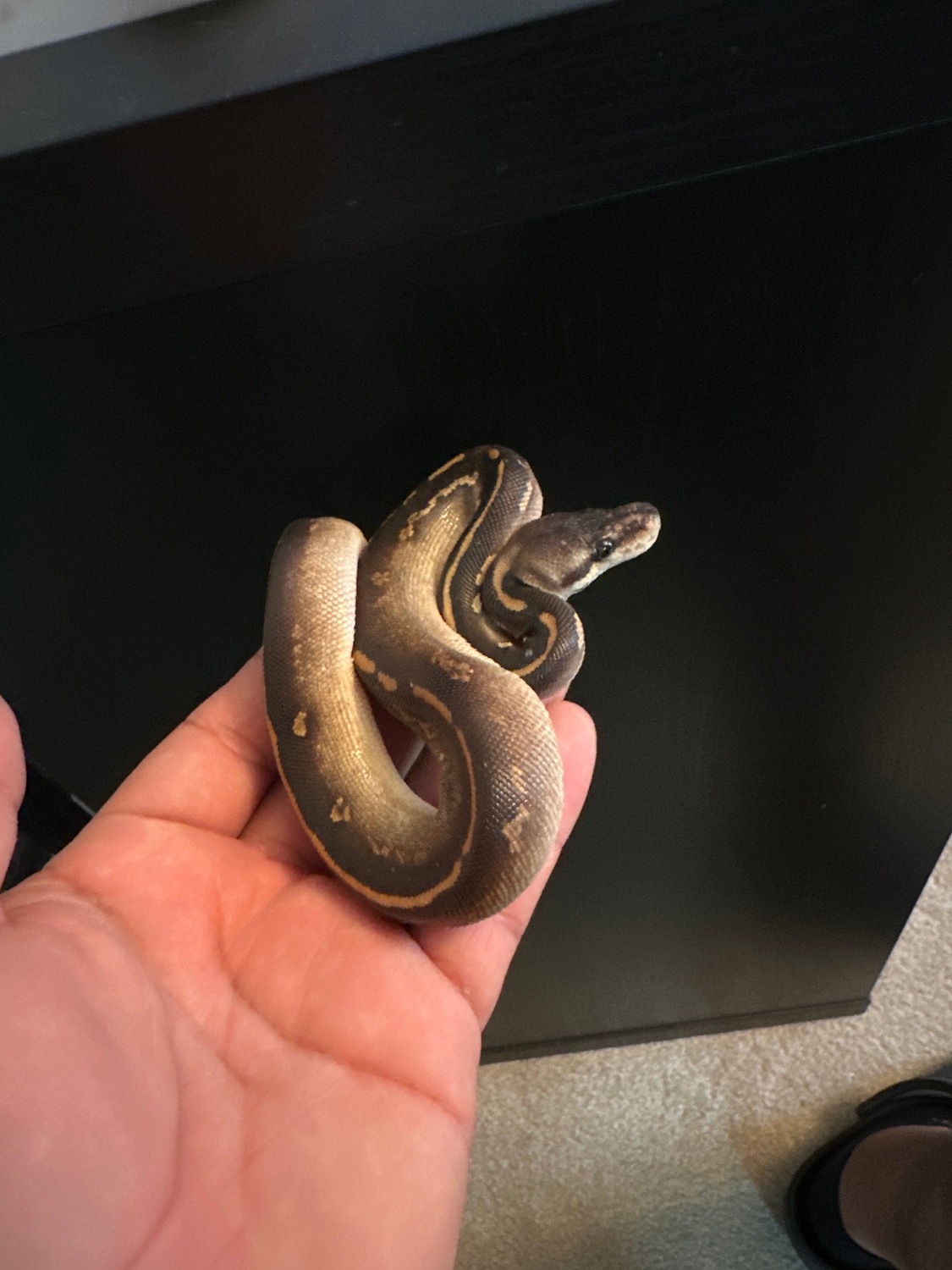 2023 Black Pastel Mojave Ball Python by Twin Exotics - MorphMarket