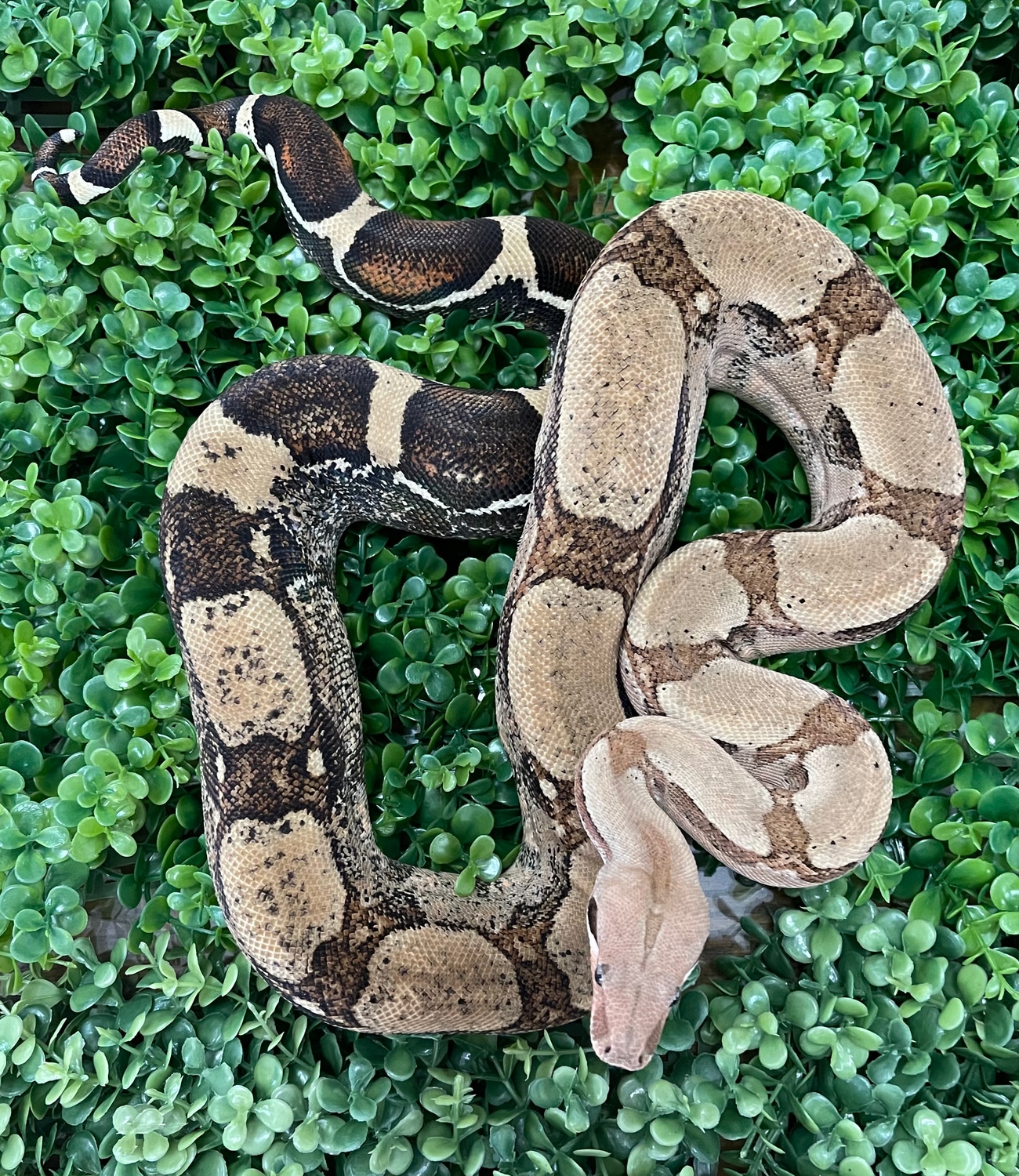 2019 Fire Female Boa Constrictor by Boids R US - MorphMarket