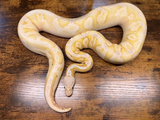 2021 Banana Pastel Calico Yellow Belly Male - Proven Breeder Ball ...