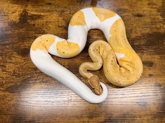 Banana Yellow Belly Pied Male - Proven Breeder Ball Python by Boids R US