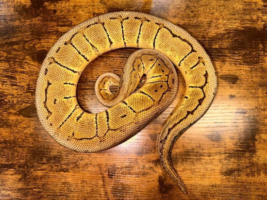 2021 Lemon Blast Female - RTB Ball Python by Boids R US