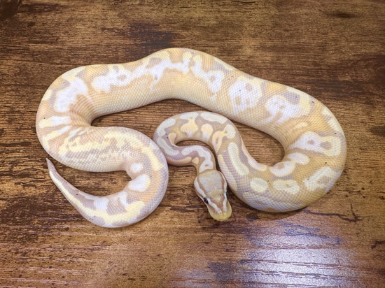 Pastel Banana Calico - Male Ball Python by Boids R US