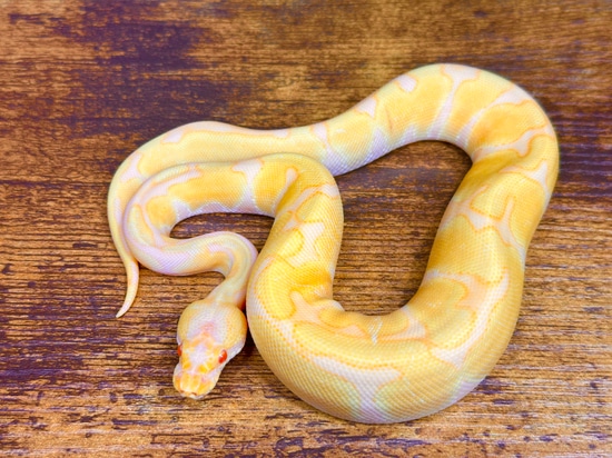 Super Enchi Albino Candy - Female Ball Python by Boids R US