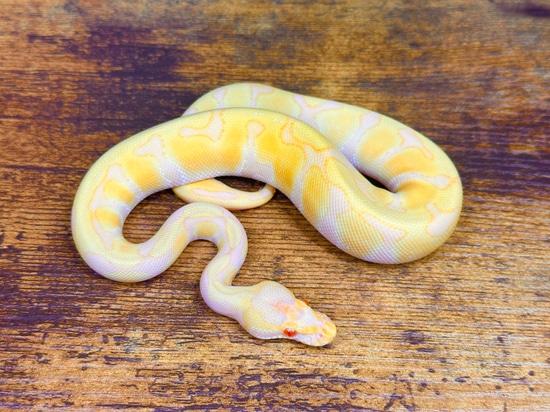Super Enchi Albino Candy - Male Ball Python by Boids R US