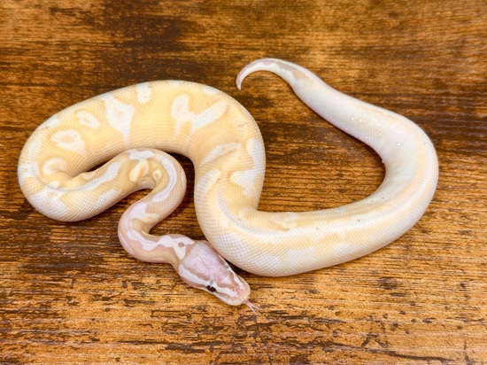 Banana Super Pastel Calico - Male Ball Python by Boids R US
