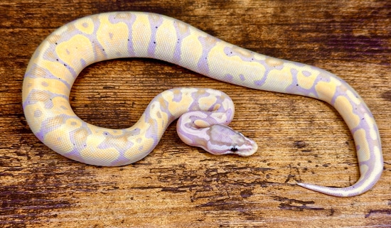 Banana Pastel Orange Dream - Female Ball Python by Boids R US