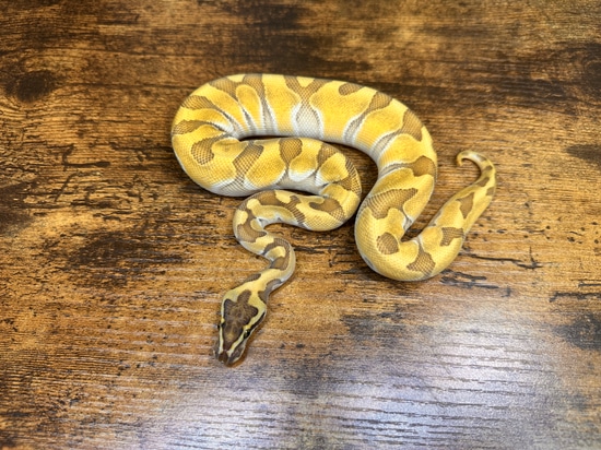 Butter Super Enchi - Female Ball Python by Boids R US