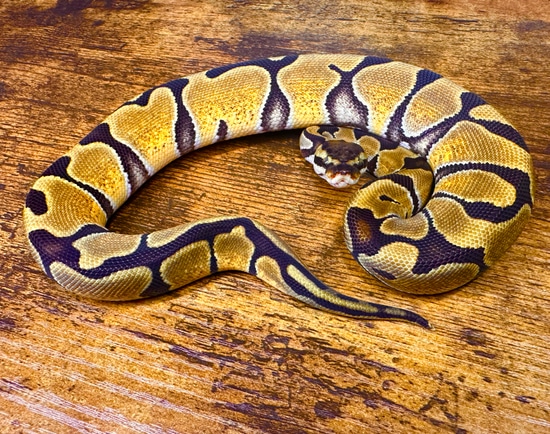 Enchi - Female Ball Python by Boids R US