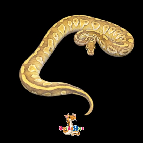 Lesser (OD) Het Clown Ball Python by Boids R US