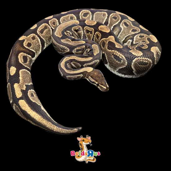 Normal Het Clown Ball Python by Boids R US