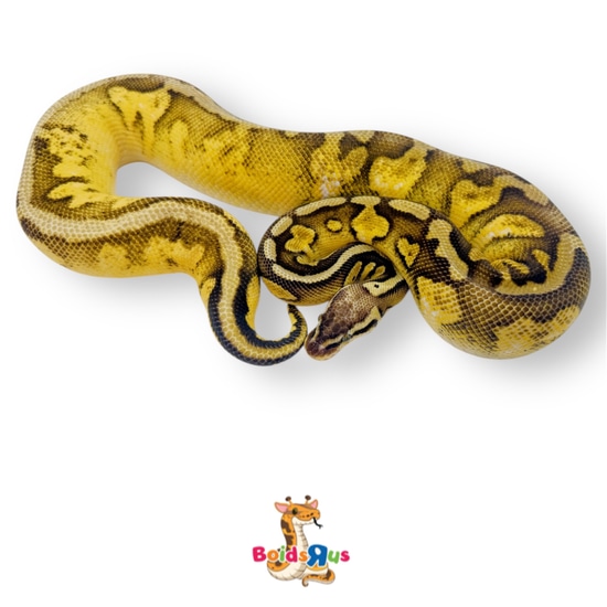 Super Pastel Calico Ball Python by Boids R US
