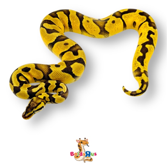 Pastel Enchi 100% TH Hypo Lavender Pied Ball Python by Boids R US