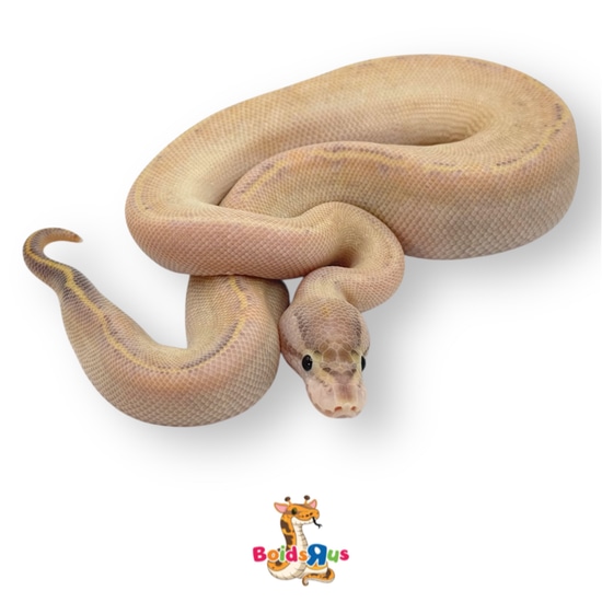 Ivory Ball Python by Boids R US