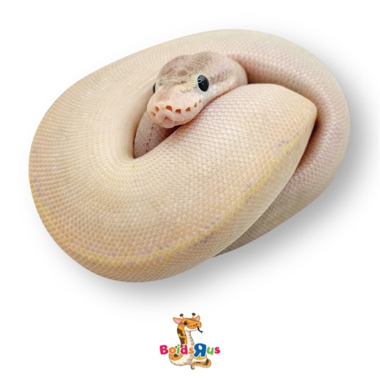 Ivory Ball Python by Boids R US
