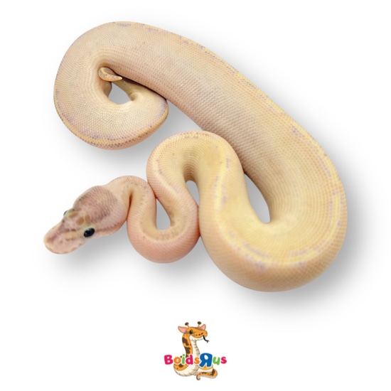 Ivory Ball Python by Boids R US