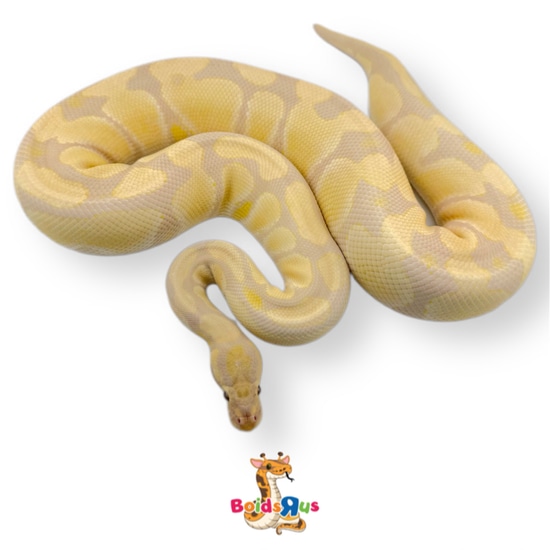 Lavender Albino (Proven Breeder) Ball Python by Boids R US