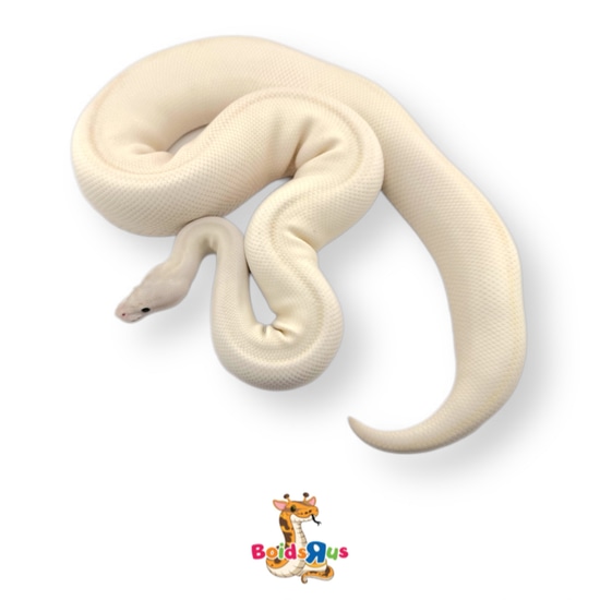 Ivory (Super YB) - Proven Breeder Ball Python by Boids R US