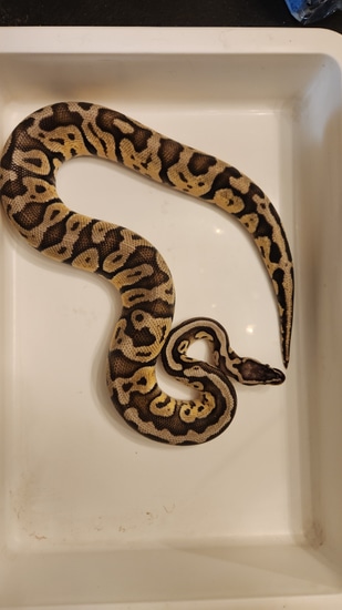 Pastel Fire Possible Yellowbelly Het Pied Ball Python by Loose Cannon Reptiles