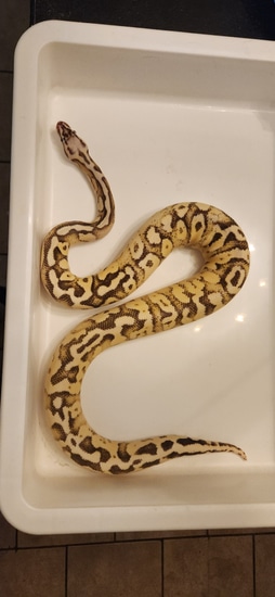 Super Pastel Fire Yellowbelly Het Pied Ball Python by Loose Cannon Reptiles