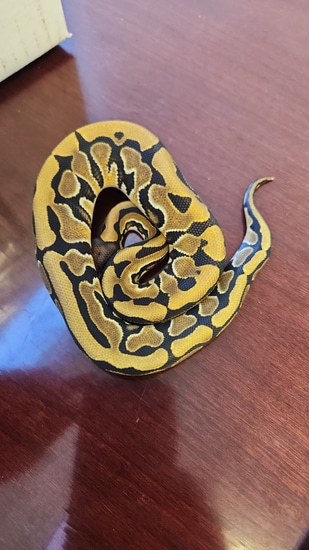 Puzzle Het DG Ball Python by Loose Cannon Reptiles