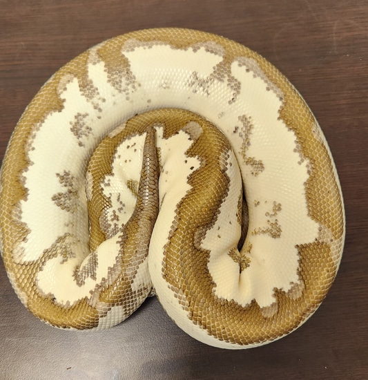 Bamboo Sugar Pastel Ball Python by Loose Cannon Reptiles