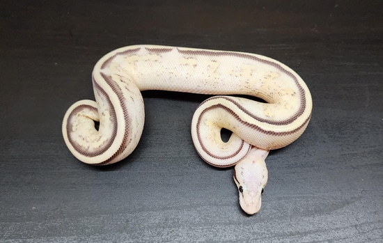 Desert Ghost Super Stripe Pastel Ball Python by Elite Morph Designs