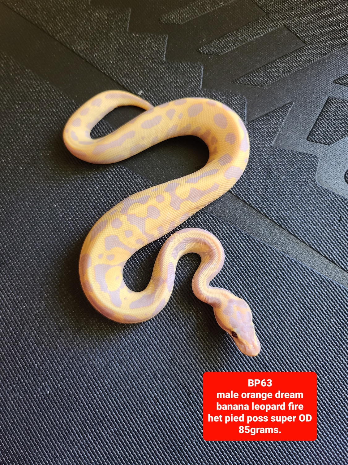 Orange Dream Leopard Banana Fire Het Pied Possible Super Orange Dream ...