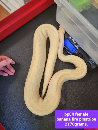Banana Fire Pinstripe Ball Python by Pacific Coast Exotics