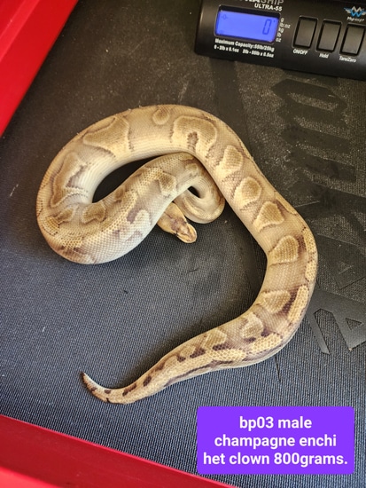 Champagne Enchi Het Clown Ball Python by Pacific Coast Exotics