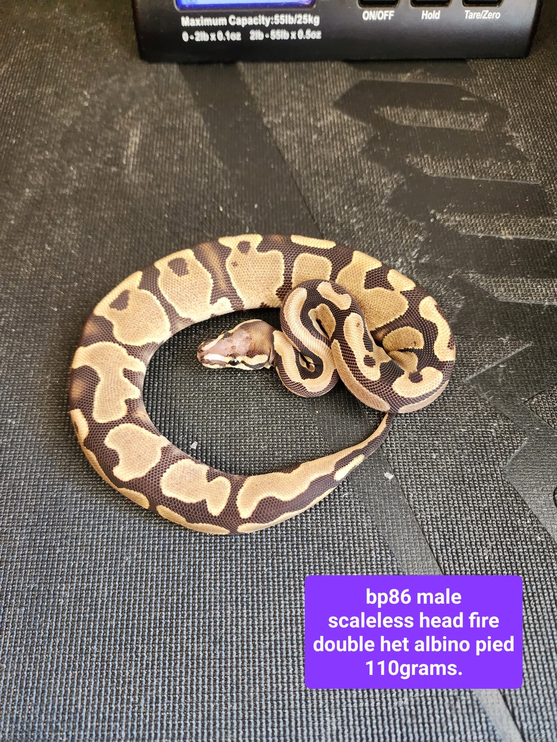Scaleless Head Fire Double Het Albino Pied Ball Python by Pacific Coast ...