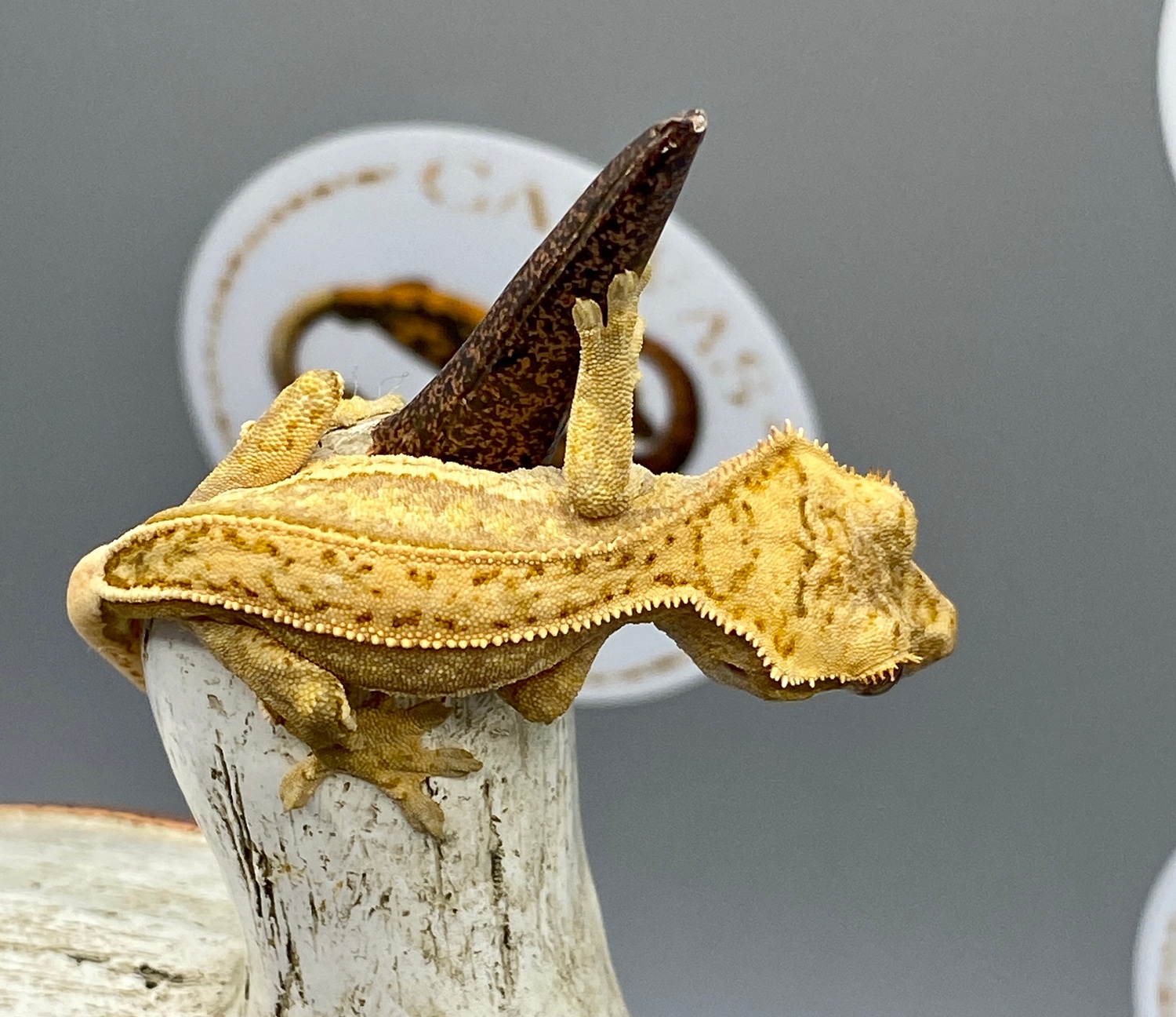 Yellow Drippy Quadstripe Crested Gecko by Canvas Geckos - MorphMarket